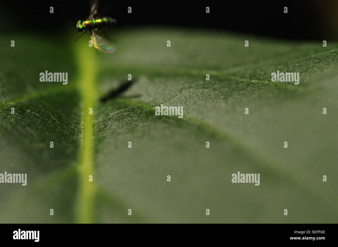 A bright green fly rests on a deep green leaf, its wings glow light ...