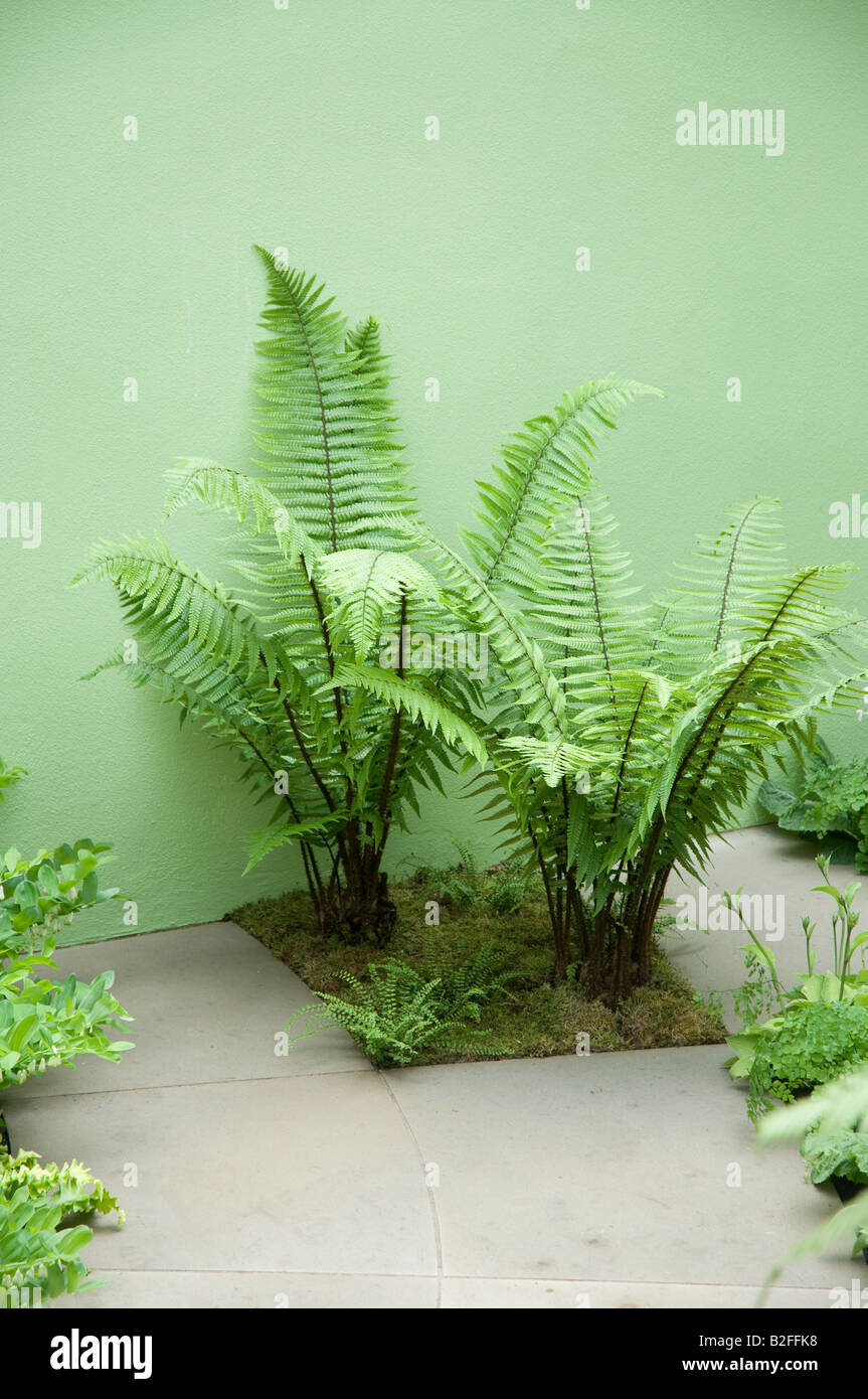 Designer garden with potted plants Stock Photo - Alamy