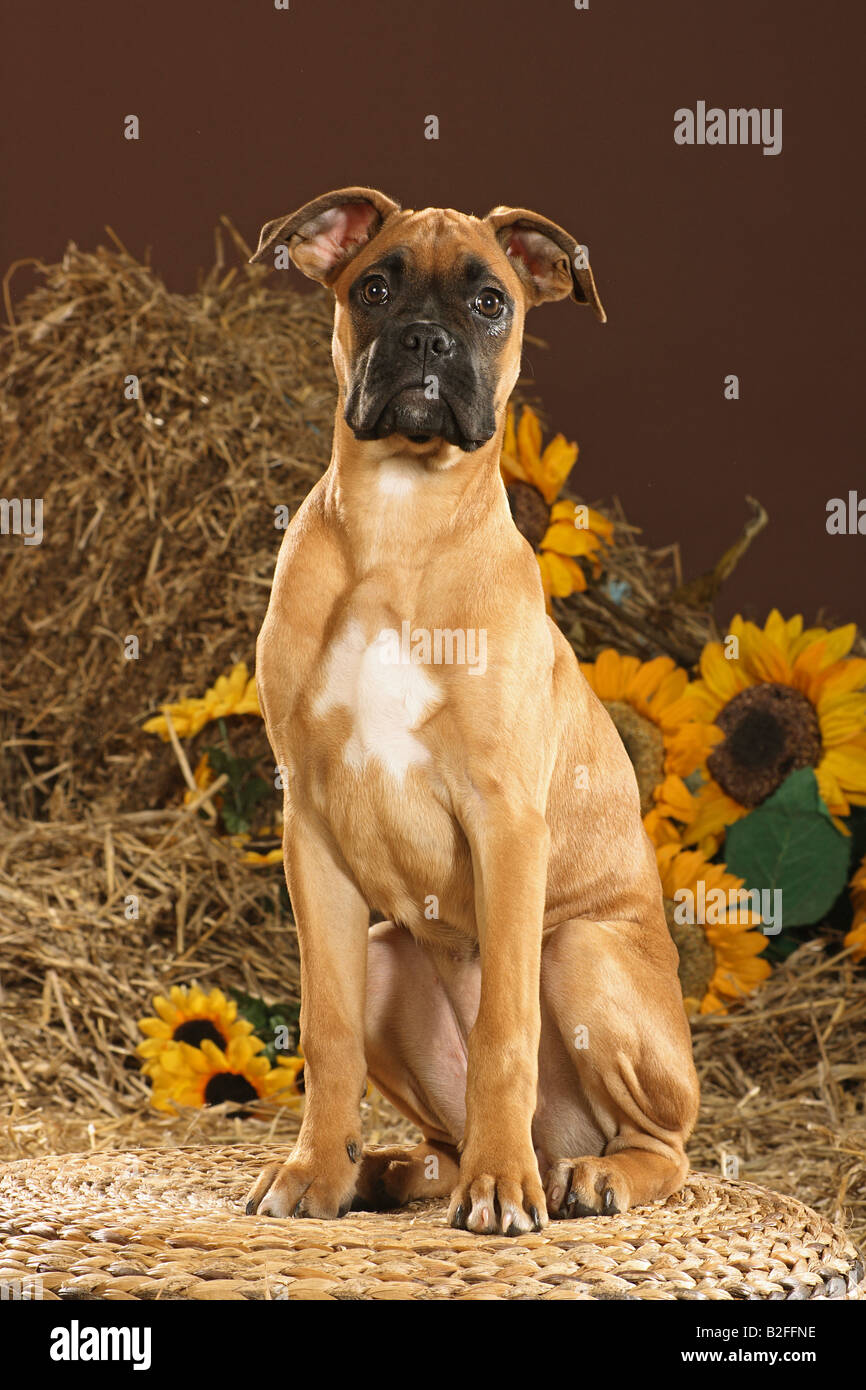 Boxer - sitting on basket Stock Photo - Alamy
