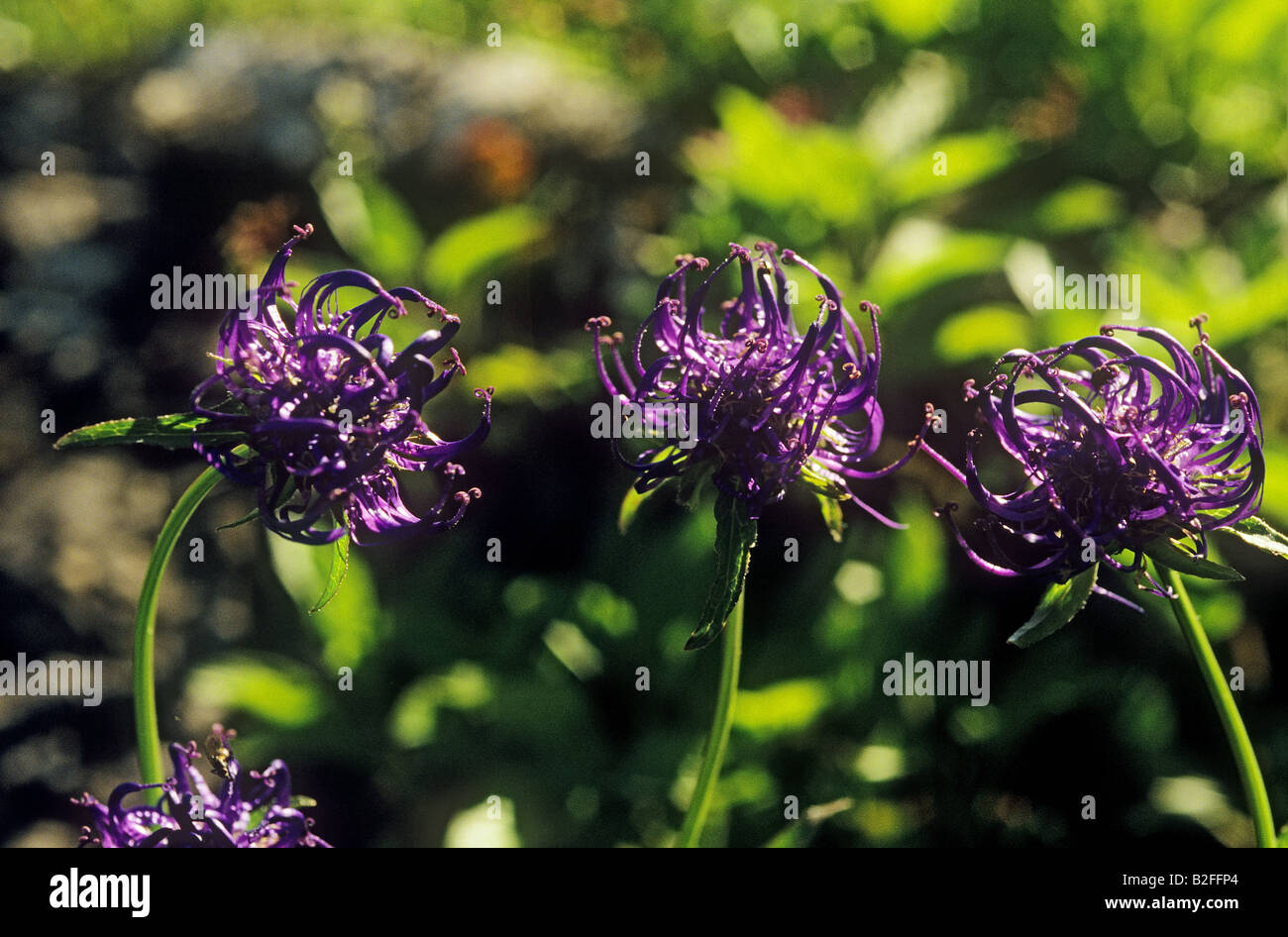 round-headed rampion / Phyteuma orbiculare Stock Photo - Alamy