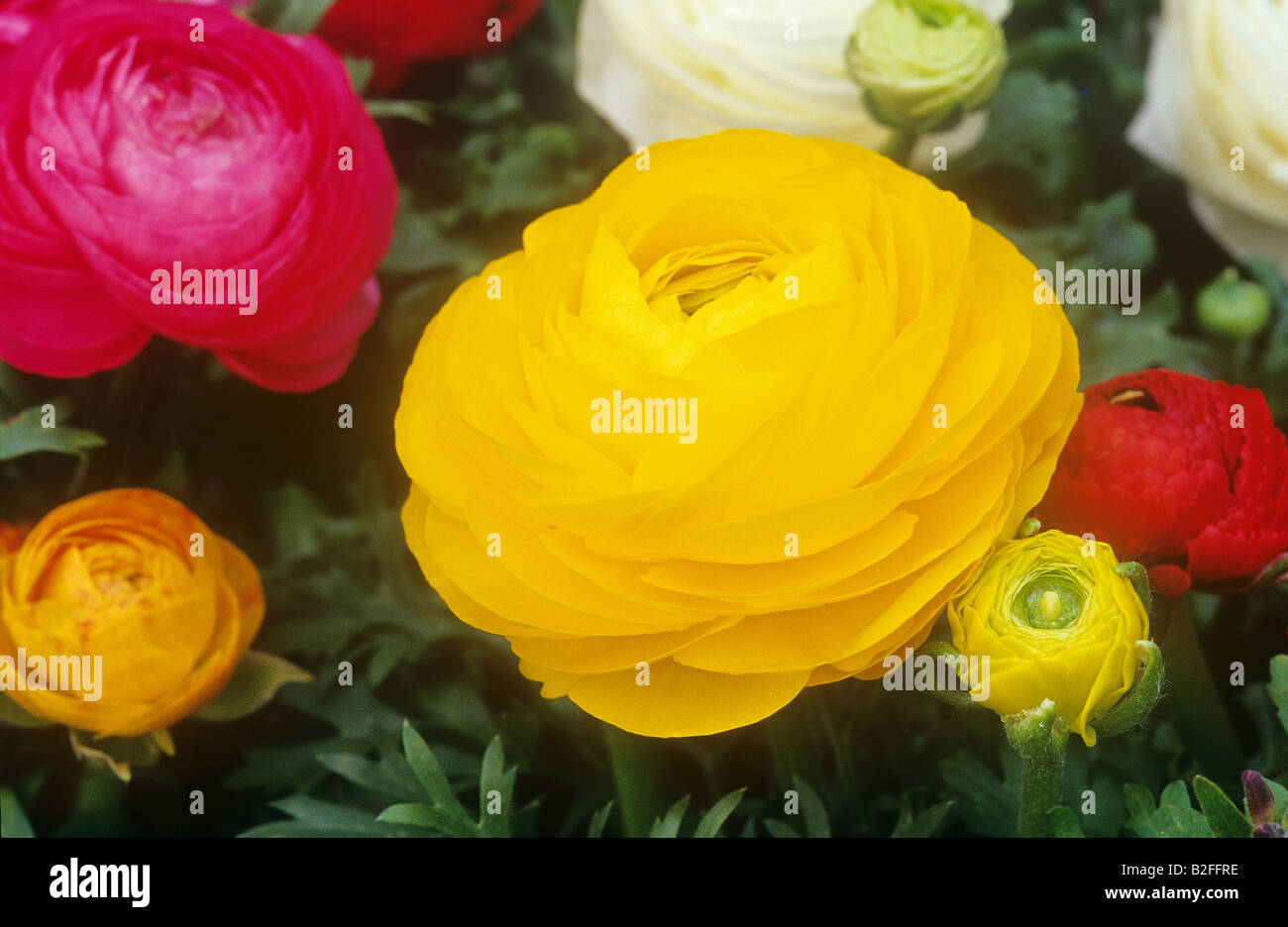 persian buttercups / Ranunculus asiaticus Stock Photo - Alamy