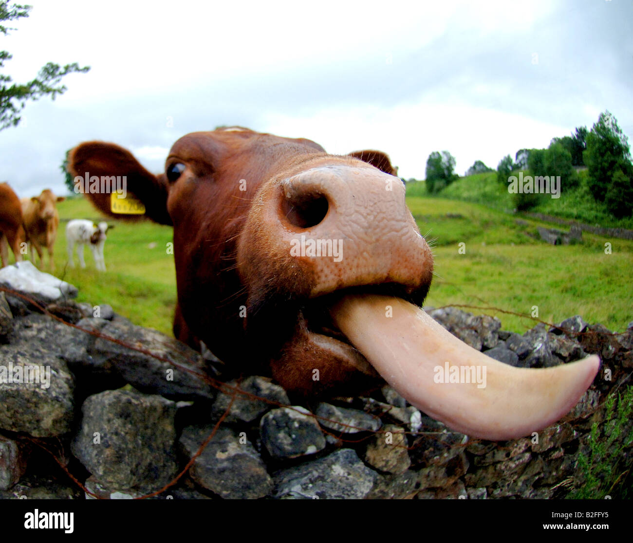 cow stinking tongue out Stock Photo - Alamy