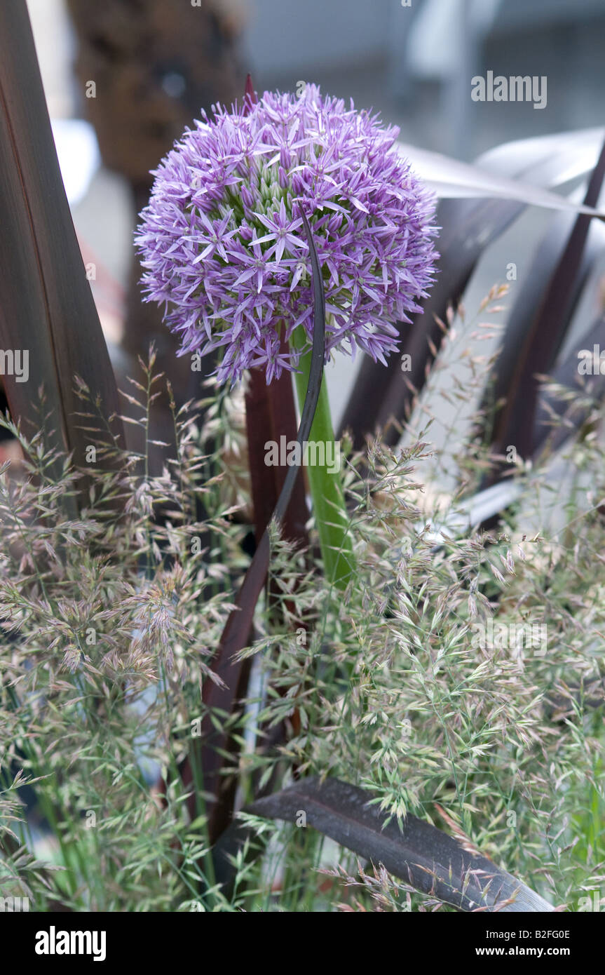 Chelsea Flower Show 2008, Allium, The Quilted Velvet Garden Designers ...