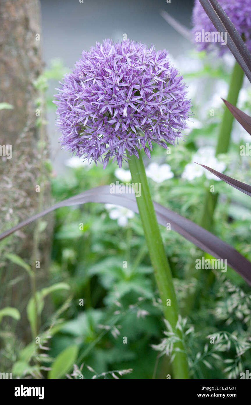 Chelsea Flower Show 2008, Allium, The Quilted Velvet Garden Designers ...