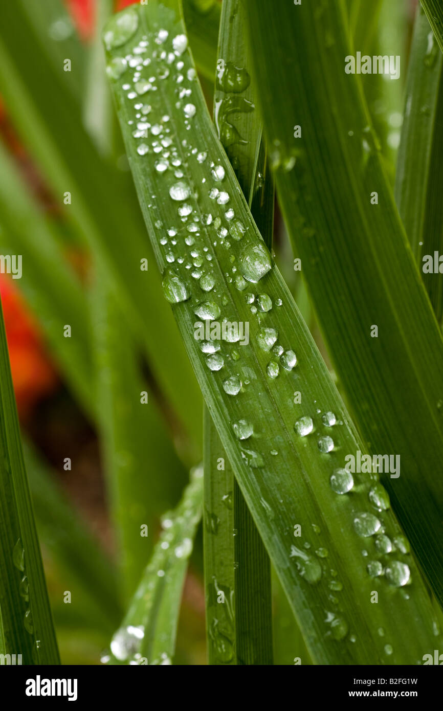 Green Grass with Dew Water Drops Stock Photo - Alamy