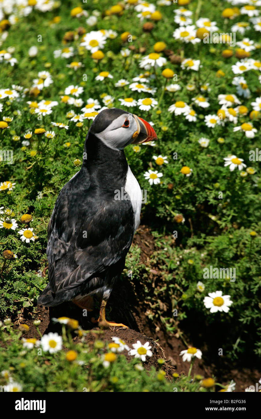 Beautiful puffin with rainbow beak near burrow amongst wild flowers ...