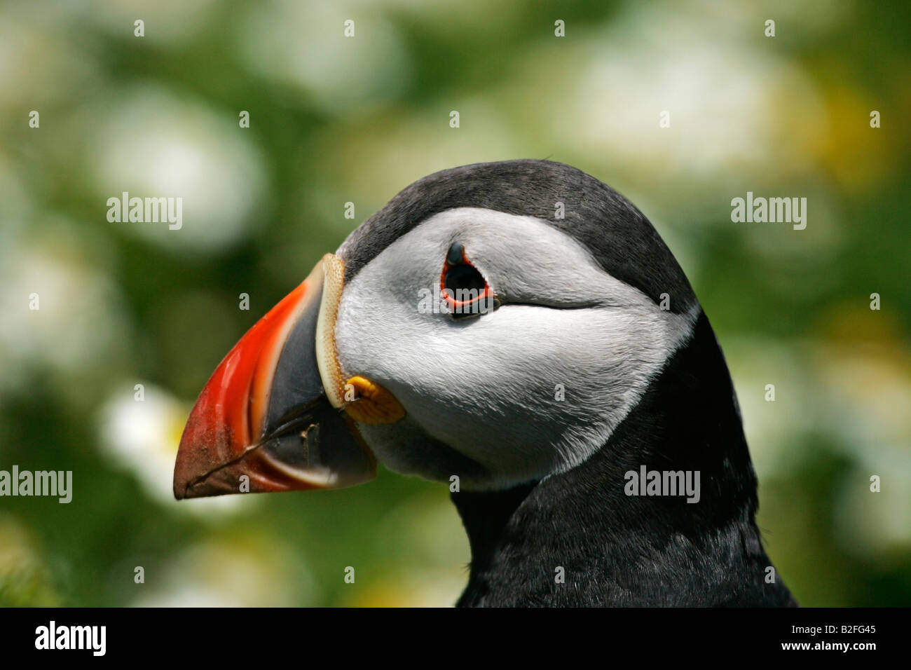 Beautiful headshot of puffin with rainbow beak Stock Photo - Alamy