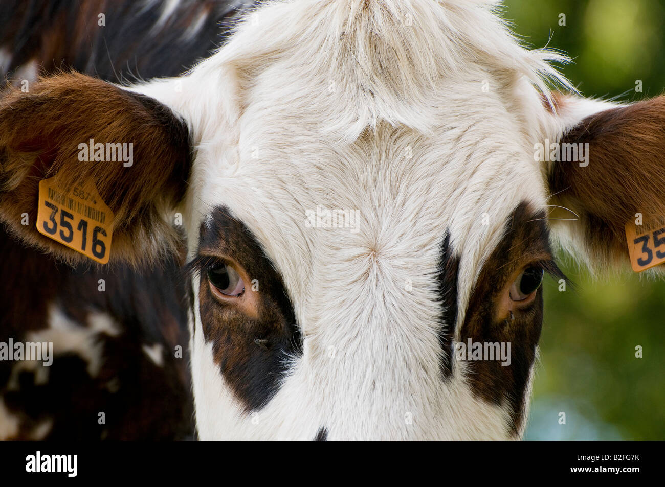 low angle of grazing beef cattle Stock Photo - Alamy