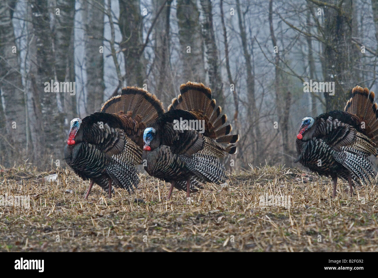 Jake eastern wild turkey in spring Stock Photo - Alamy