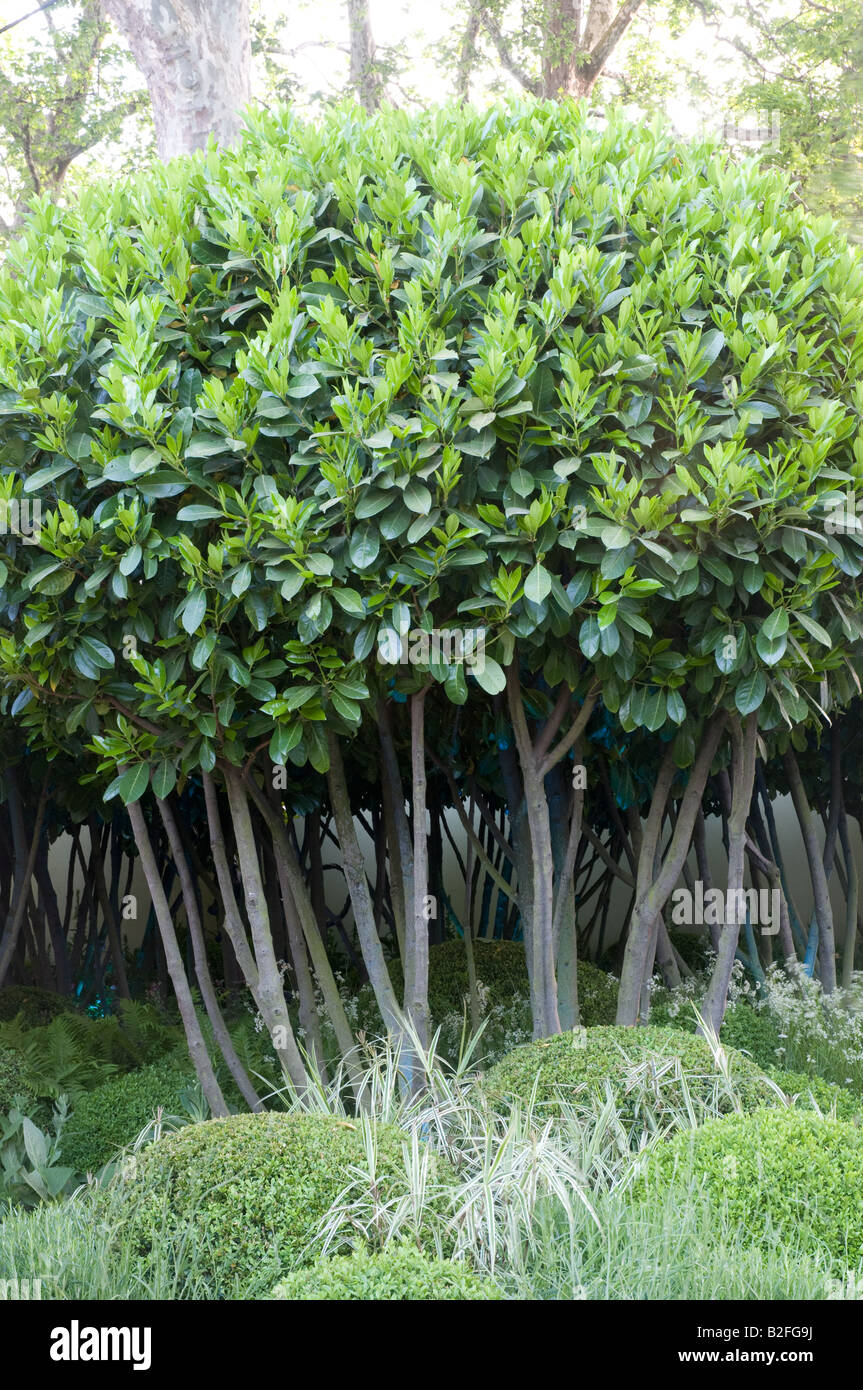 Chelsea Flower Show 2008 Standard bay Tree, Rosemary, Box hedging, The ...