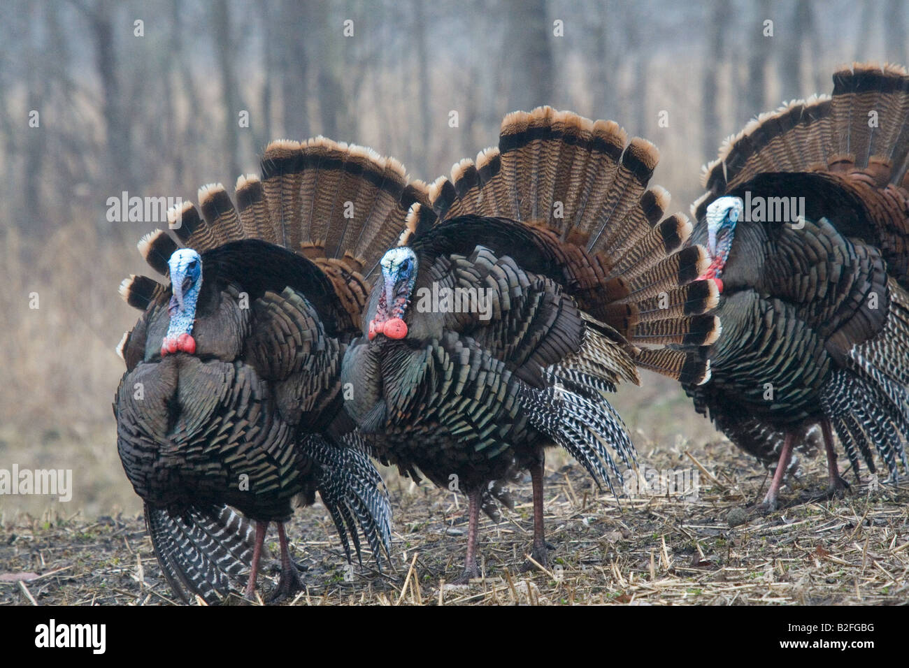 Jake eastern wild turkey in spring Stock Photo - Alamy