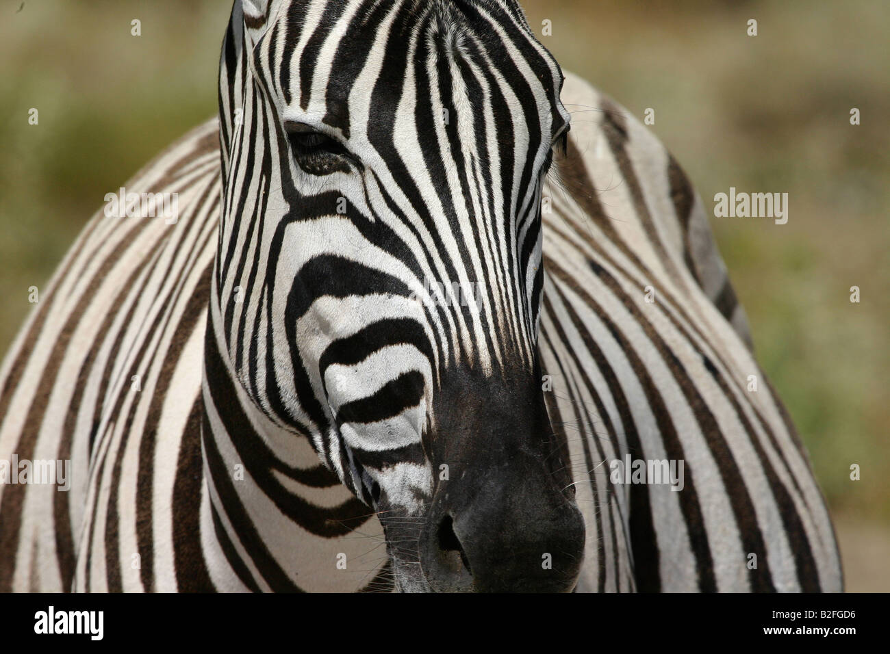 Close up of zebra Stock Photo - Alamy