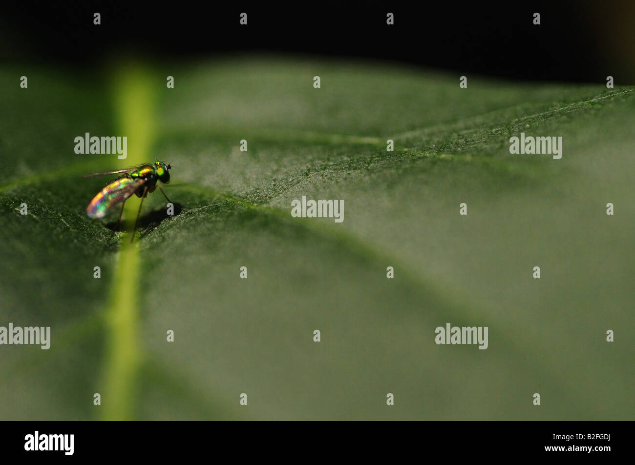 Fly strike hi-res stock photography and images - Alamy