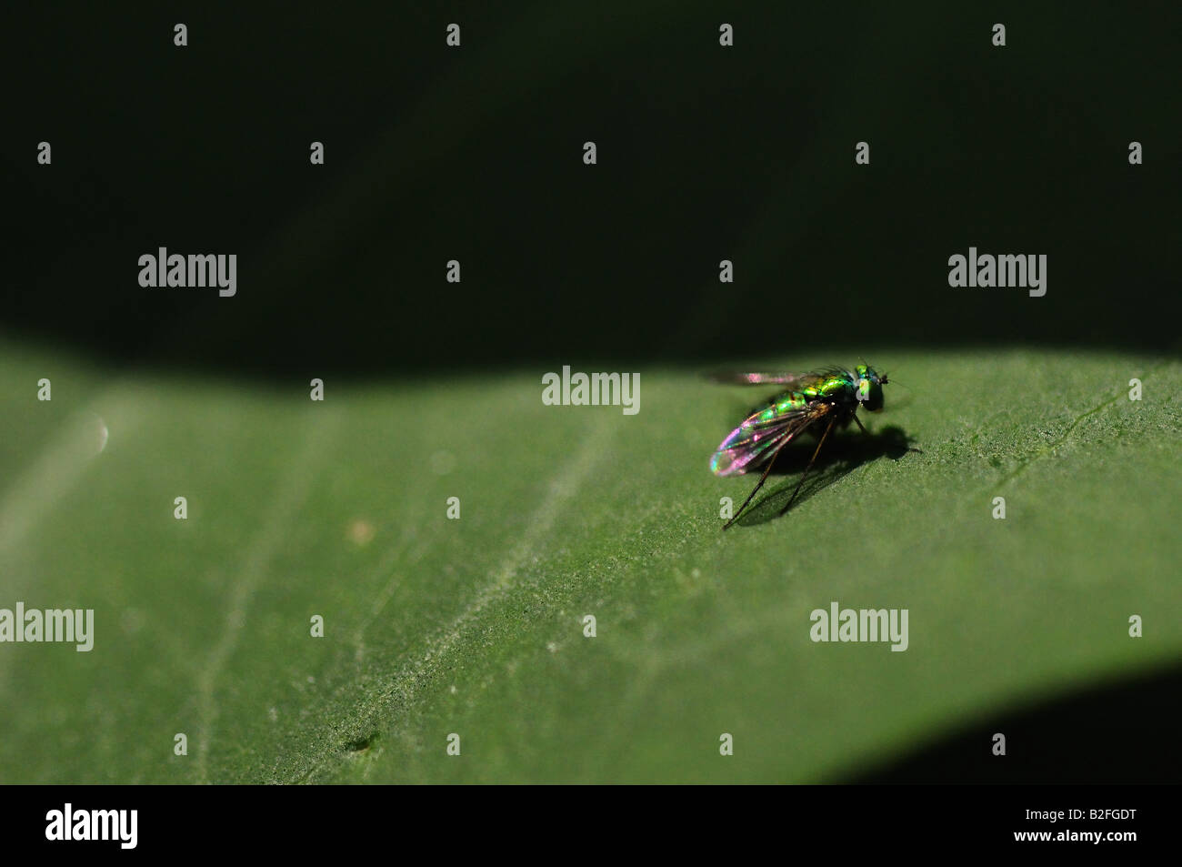 A bright green fly rests on a deep green leaf, its wings glow light ...