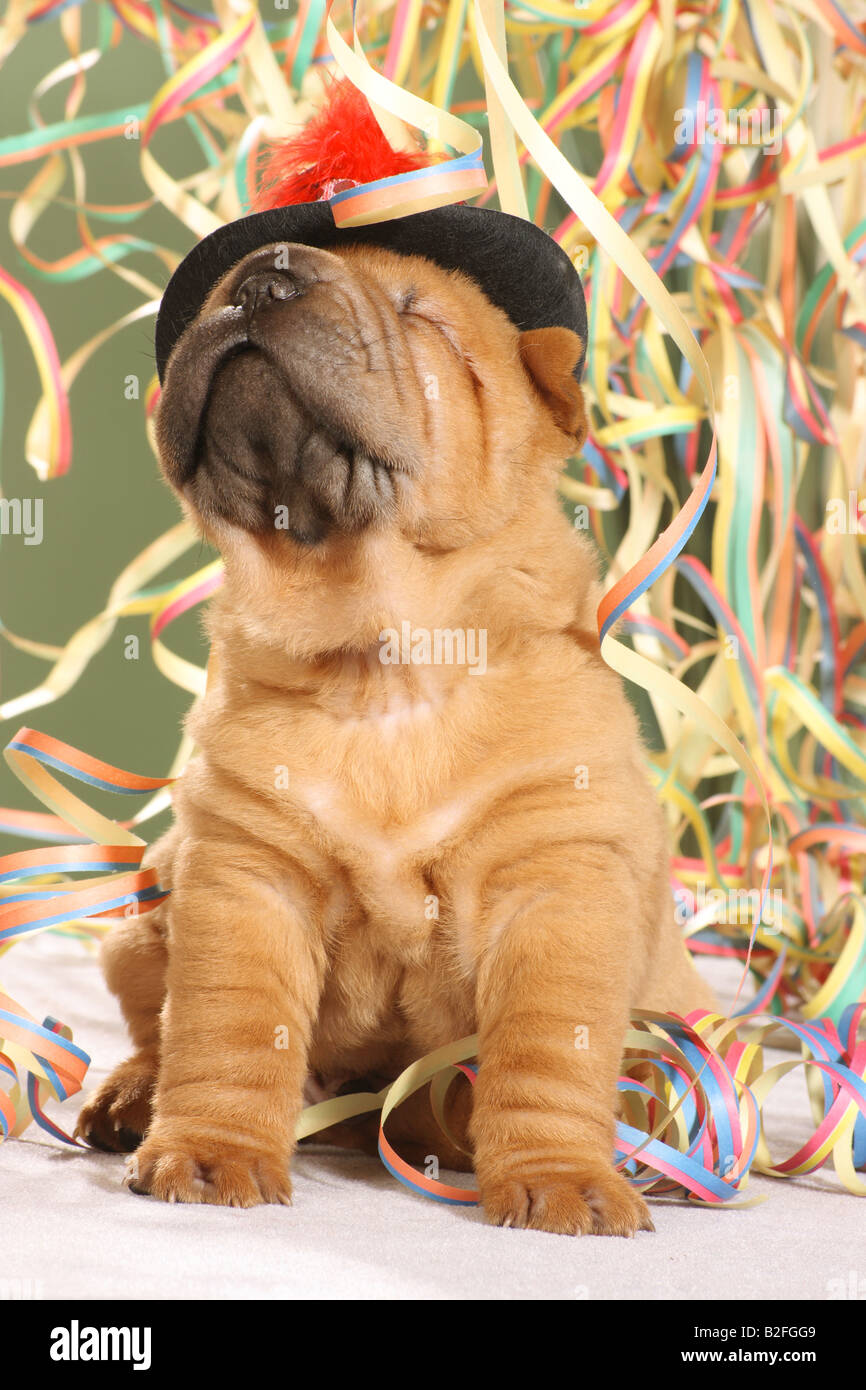 Shar pei eyes hi-res stock photography and images - Alamy