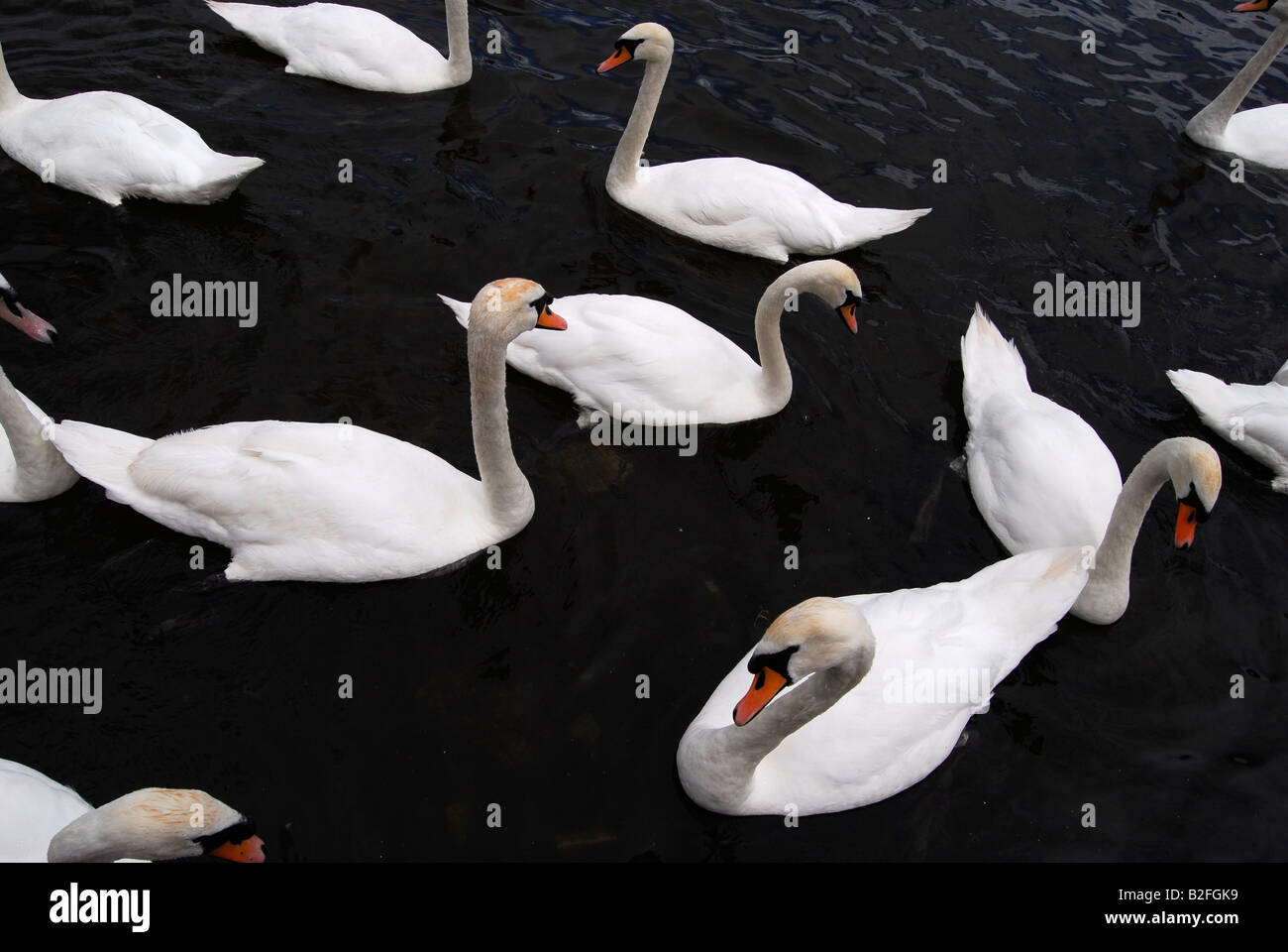swans swimming together Stock Photo - Alamy