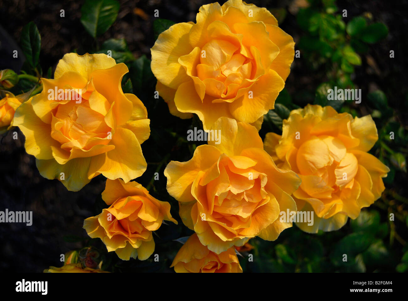 yellow English roses in roath park rose garden Stock Photo - Alamy