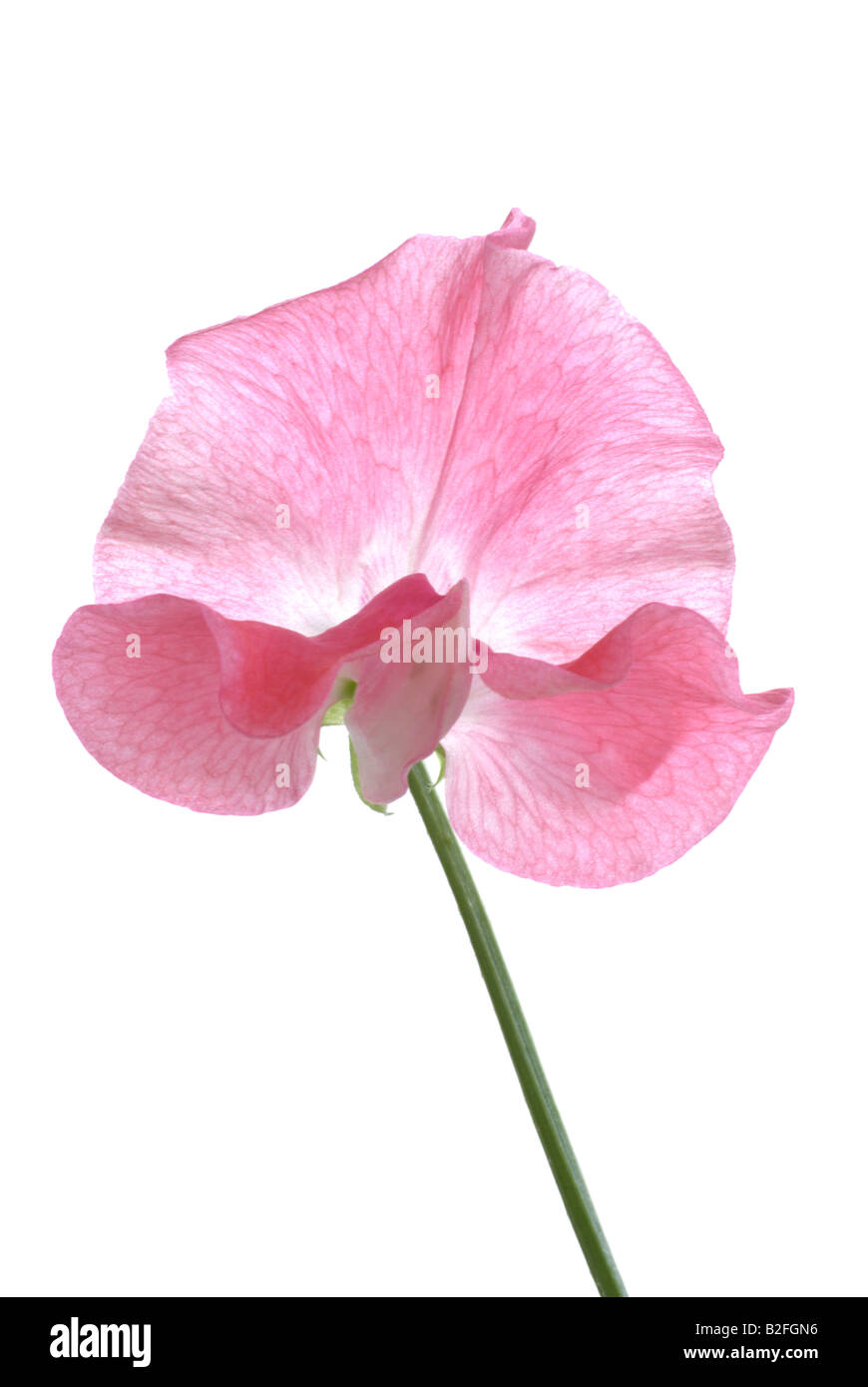 Pink sweet pea hi-res stock photography and images - Alamy