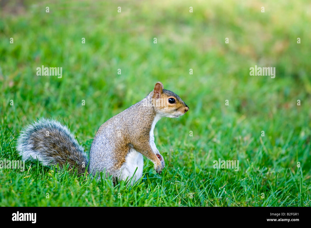 squirrel, grey, green grass, gray, sciurus, carolinensis, rodent ...