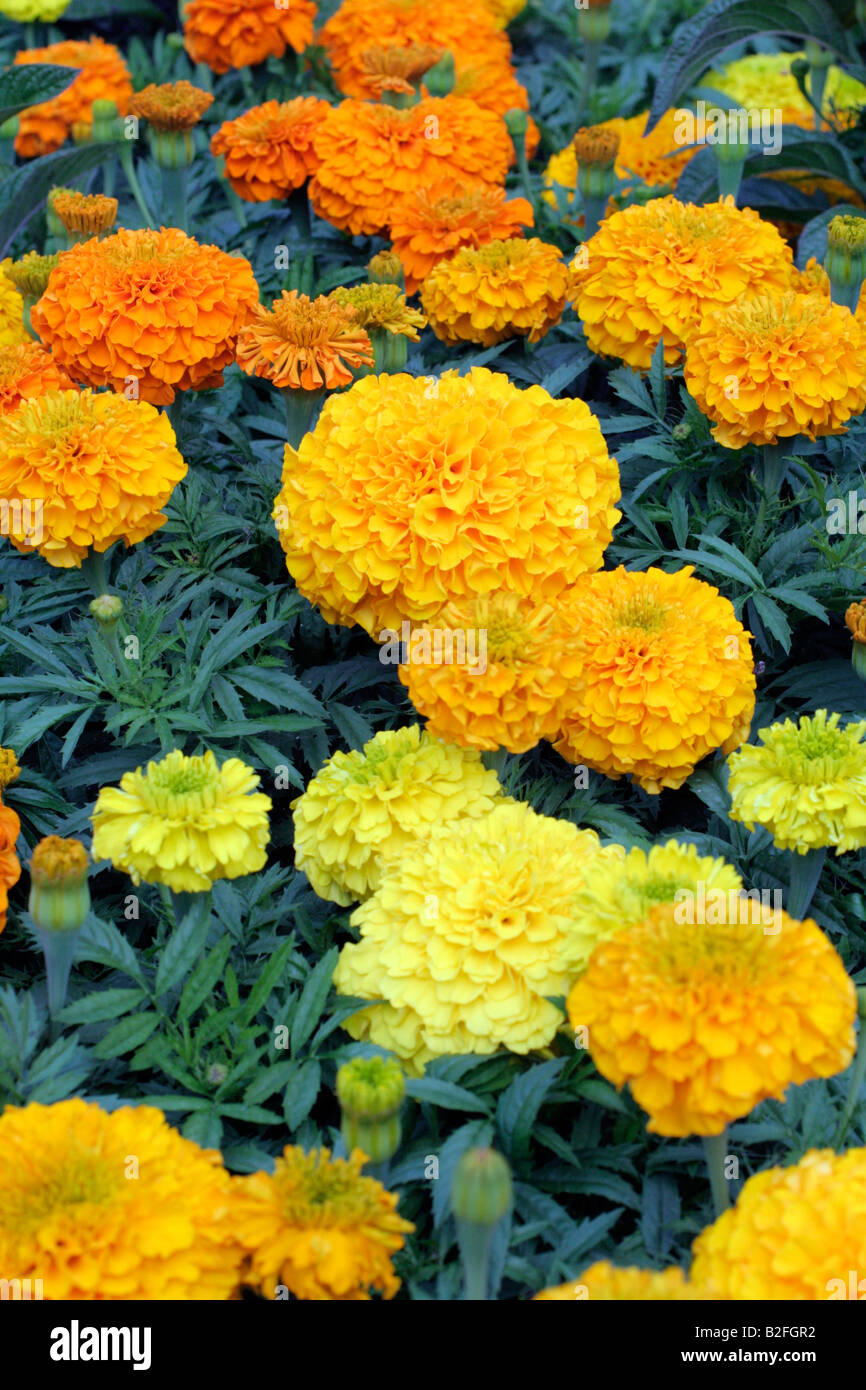 African marigolds hi-res stock photography and images - Alamy