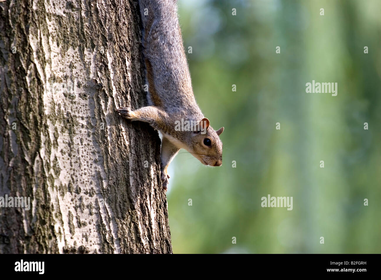 squirrel, grey, green grass, gray, sciurus, carolinensis, rodent ...