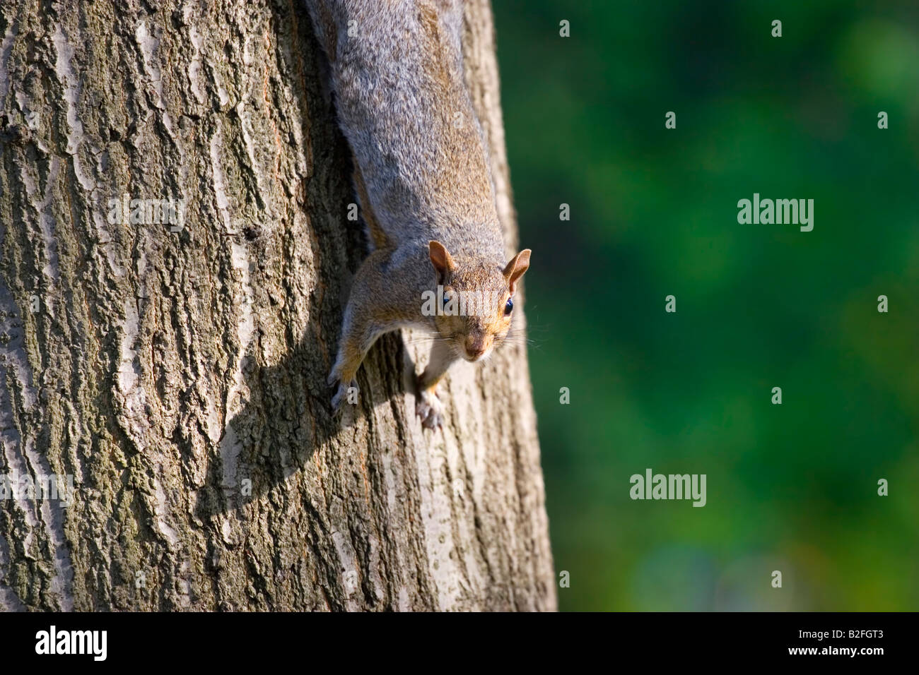 squirrel, grey, green grass, gray, sciurus, carolinensis, rodent ...