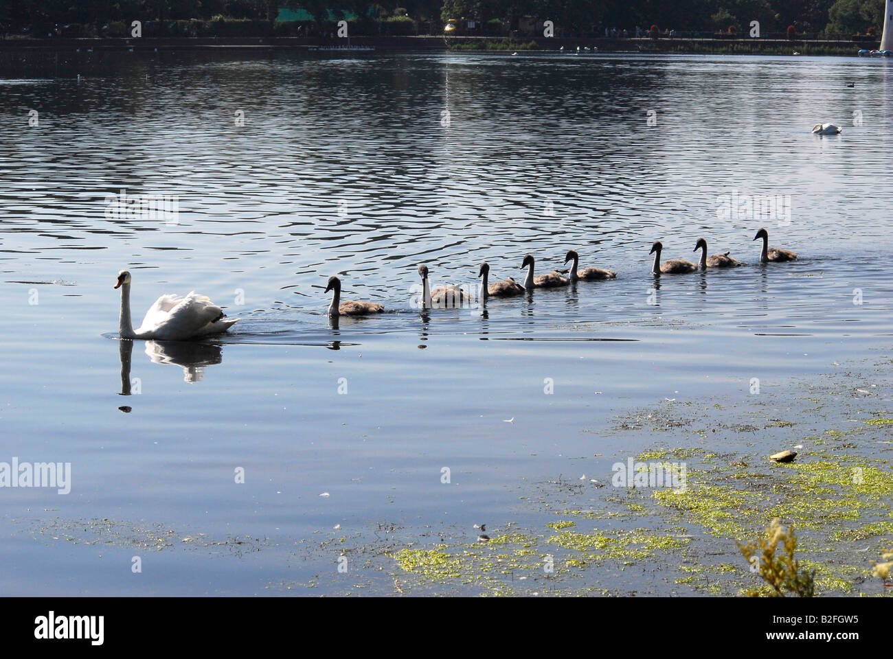 family of swans swimming in line on a lake Stock Photo - Alamy