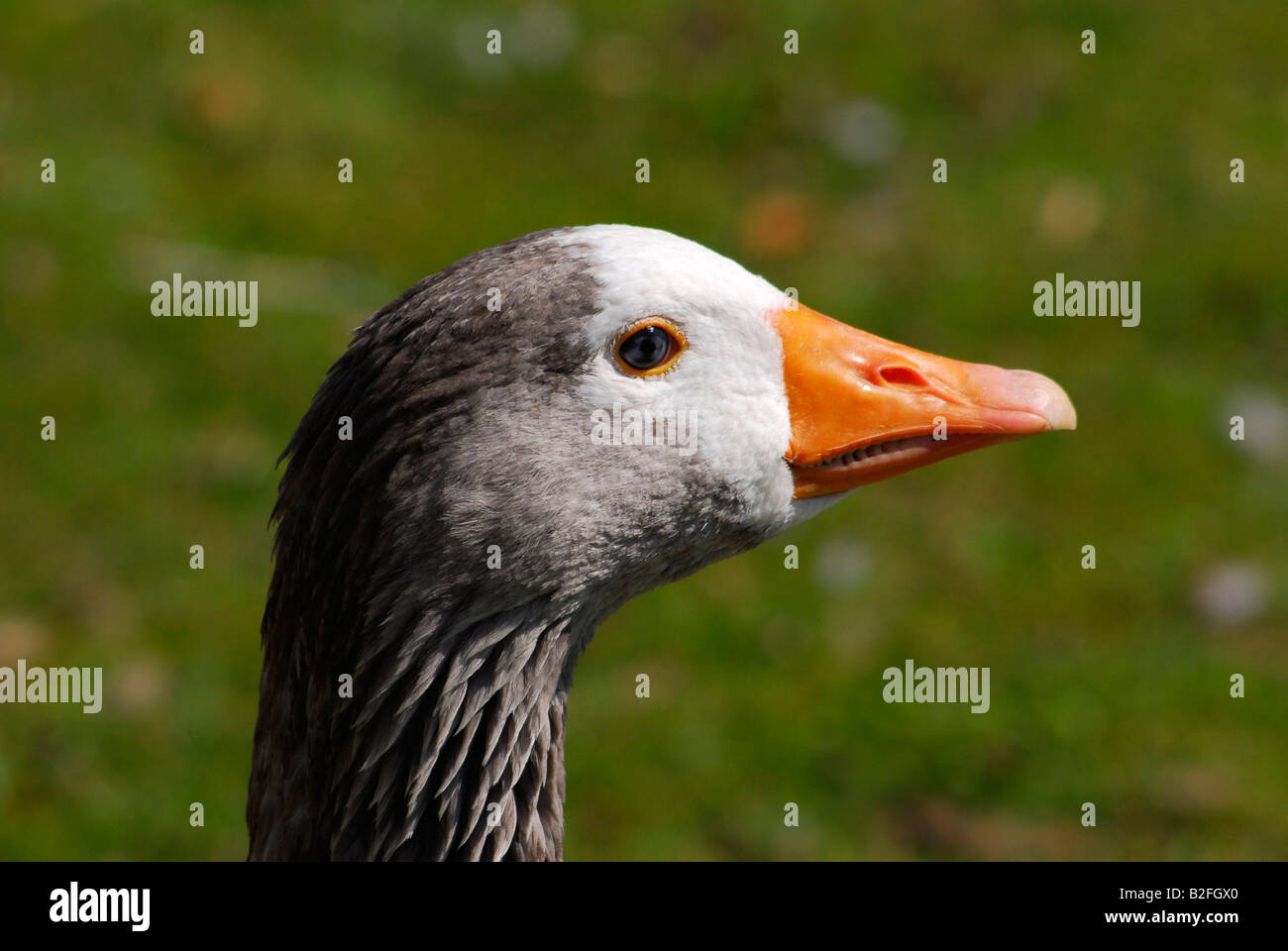 Goose head hi-res stock photography and images - Alamy