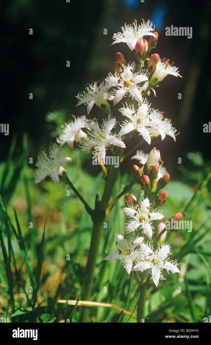 bog-bean / Menyanthes trifoliata Stock Photo - Alamy