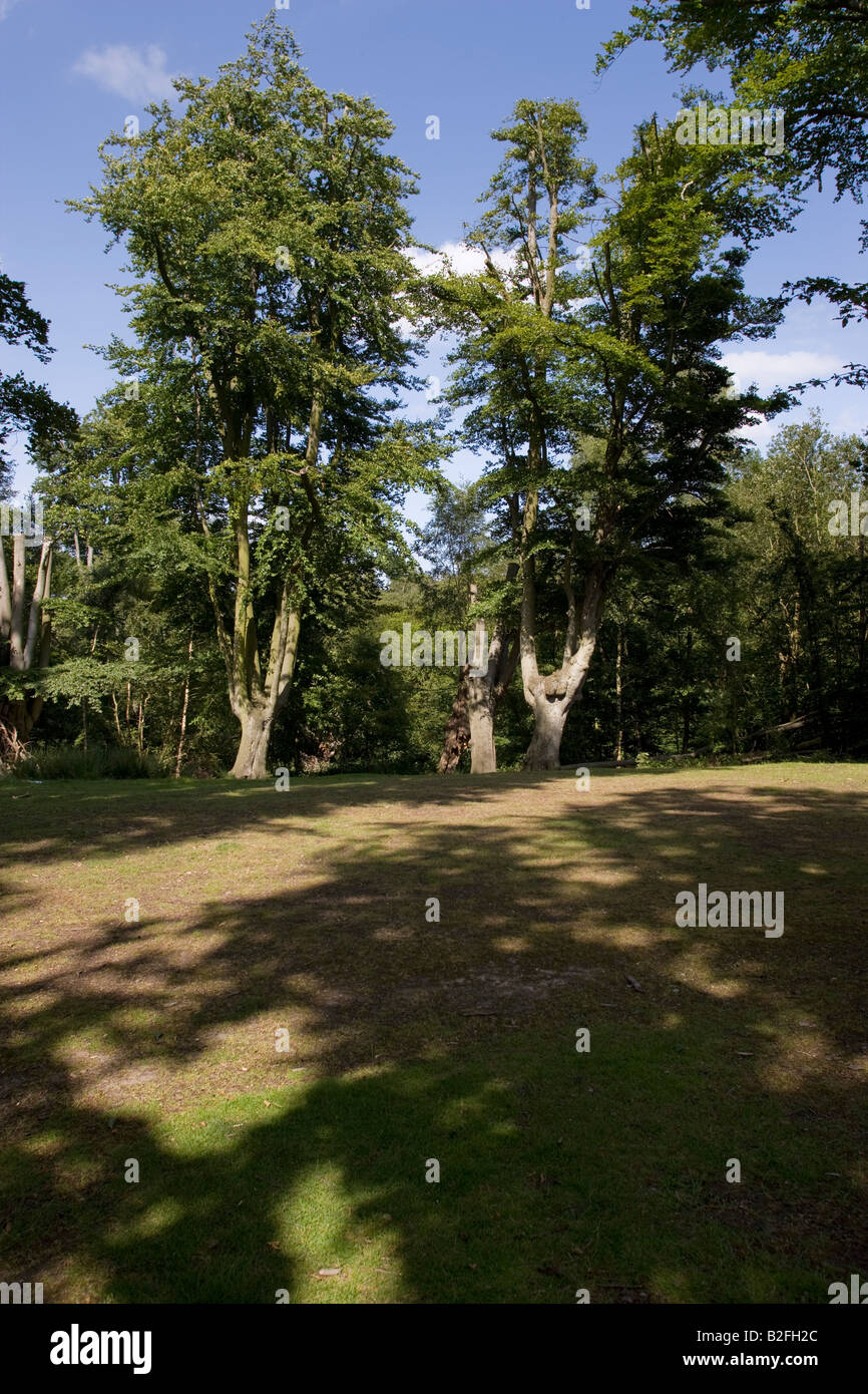 Epping Forest Essex Stock Photo - Alamy