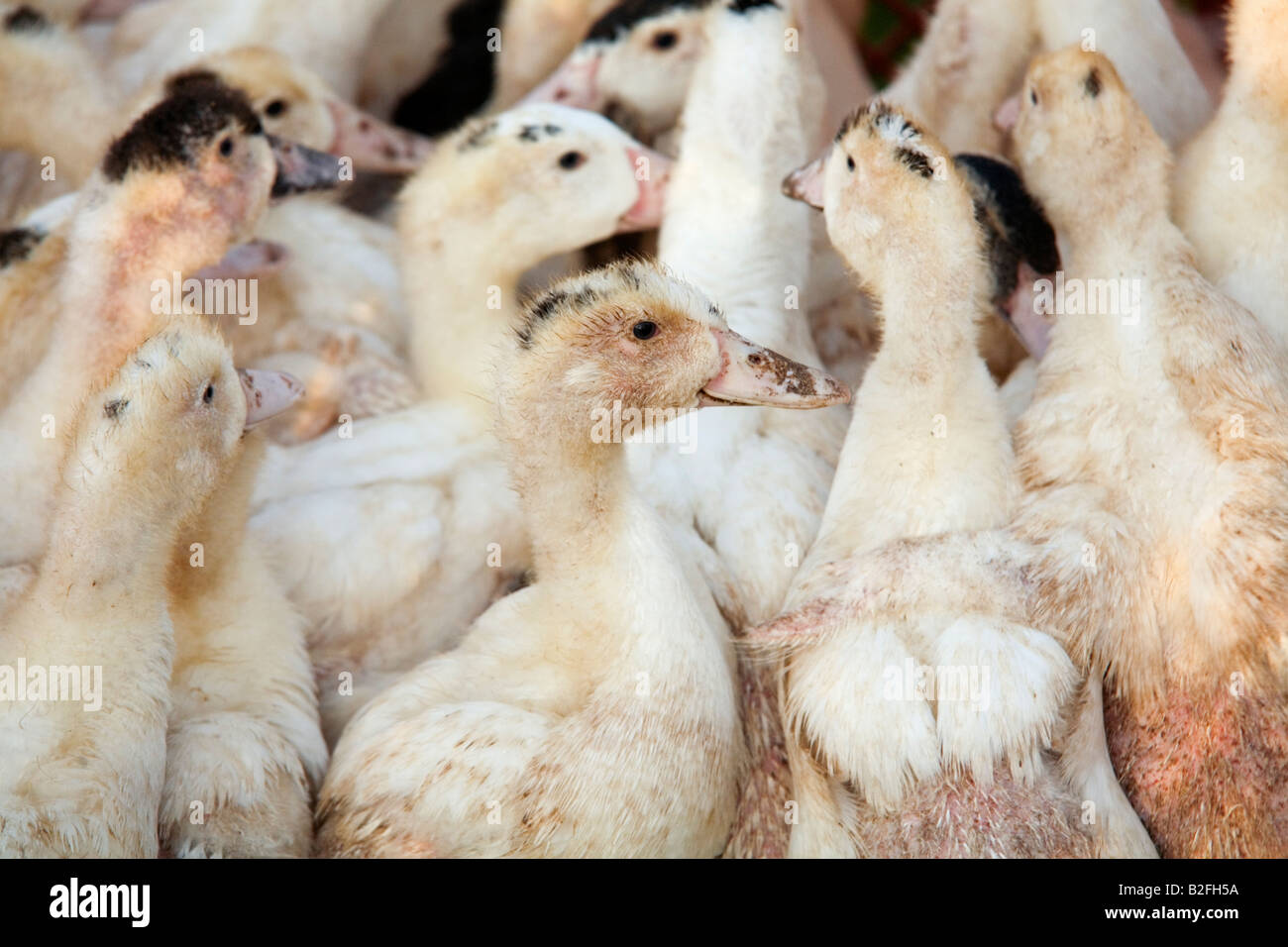 A group of ducklings crowded in a pen Stock Photo - Alamy