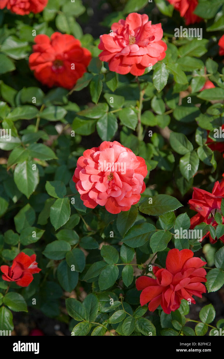 Rose variety 'Warrior' Stock Photo - Alamy