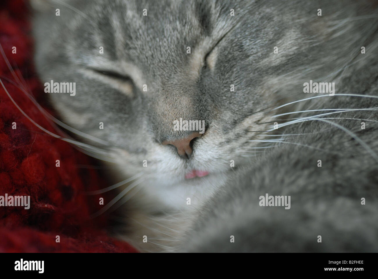 Beloved hunter hi-res stock photography and images - Alamy