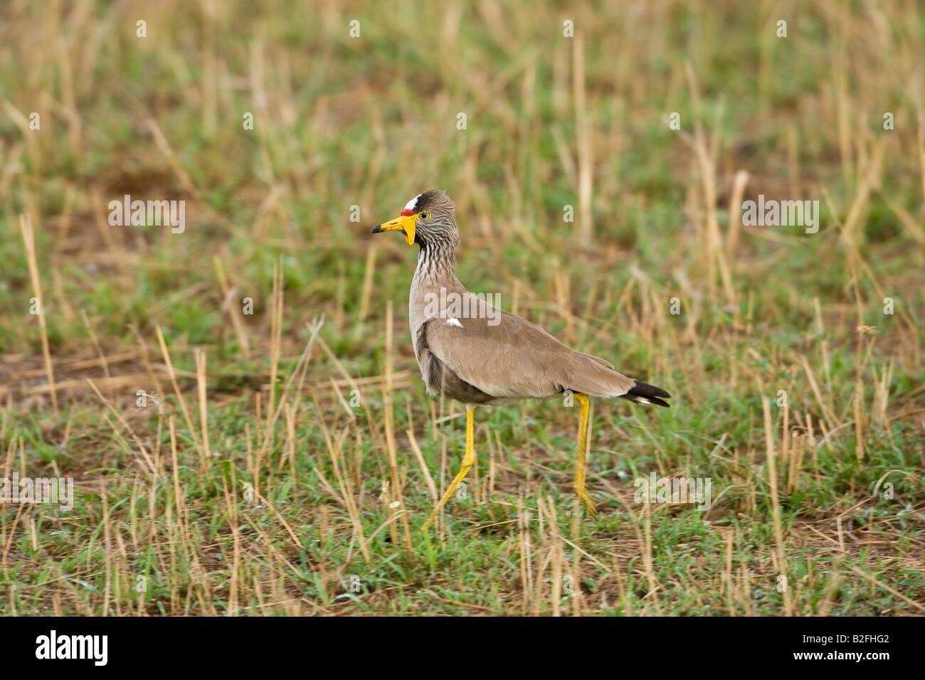 African Wattled Lapwing (Vanellus senegallus Stock Photo - Alamy