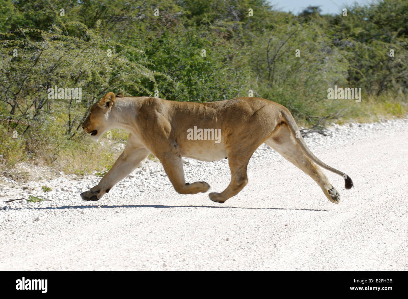 Female lion running lioness hi-res stock photography and images - Alamy