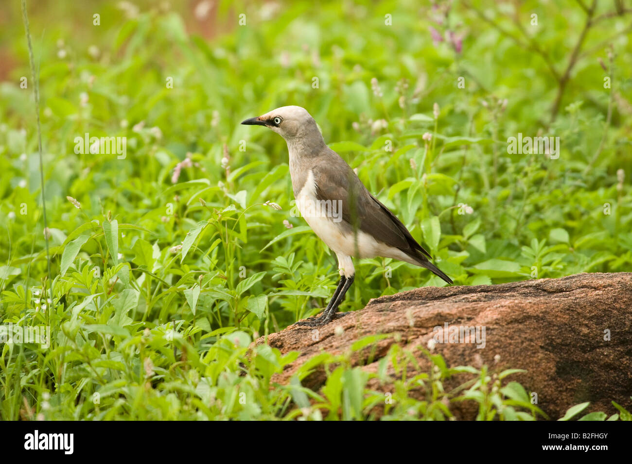 Wattled Starling (Creatophora cinerea Stock Photo - Alamy