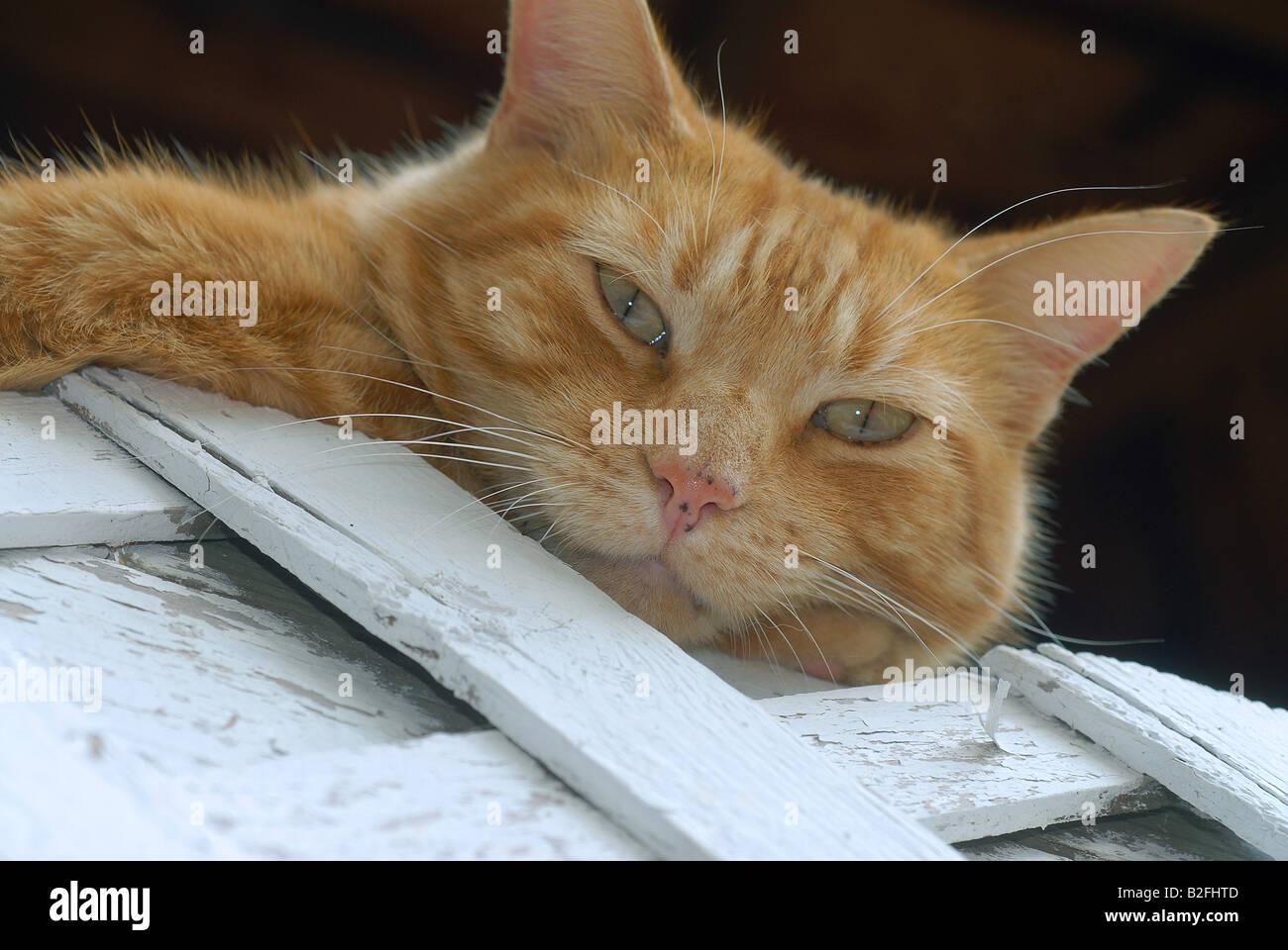 American short haired tabby hi-res stock photography and images - Alamy