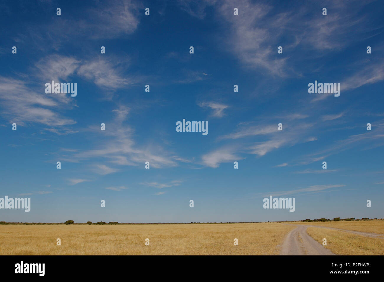 Dirt track road in the central kalahari game reserve Stock Photo - Alamy