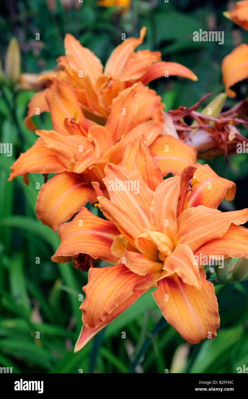 Hemerocallis fulva hi-res stock photography and images - Alamy