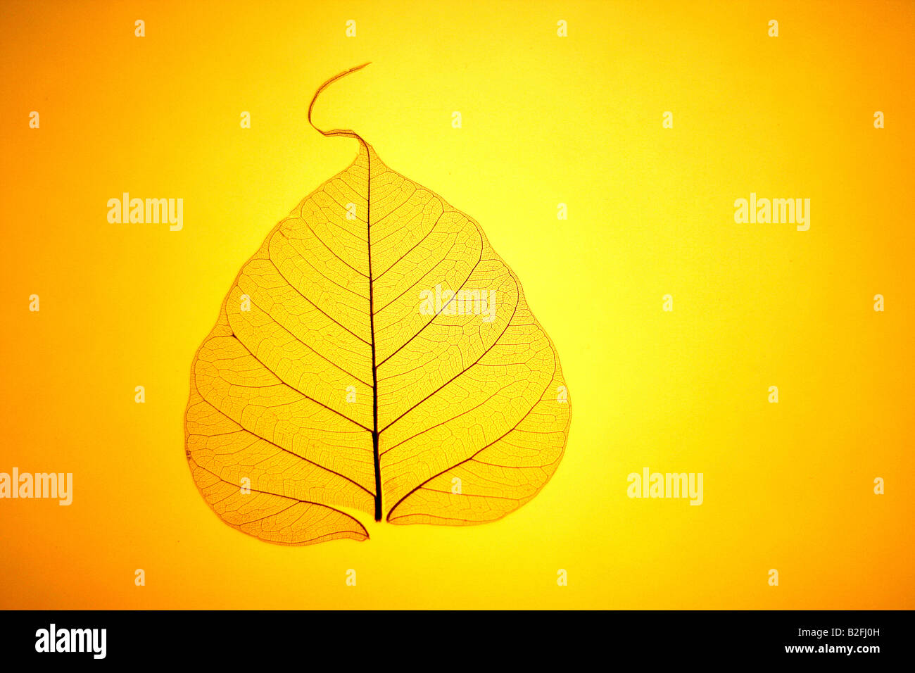 Yellow leaf texture Stock Photo - Alamy
