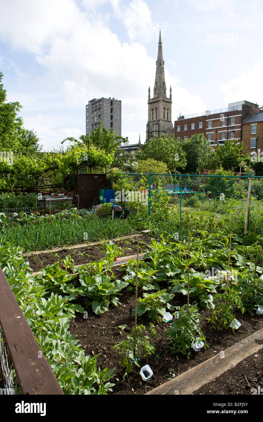 vegetable plots on an allotment in London east end Stock Photo - Alamy