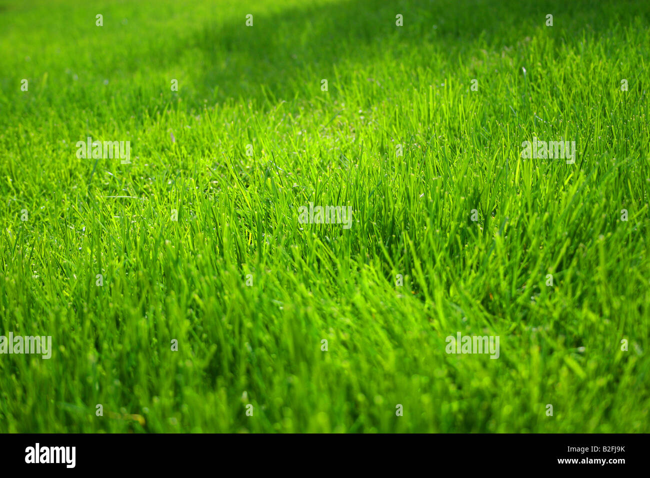 Green grass in summer Stock Photo - Alamy