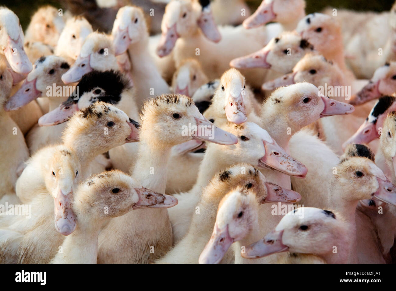 Animal crowd hi-res stock photography and images - Alamy