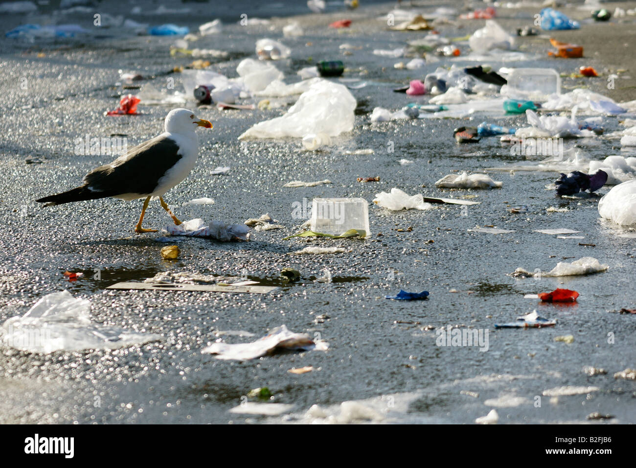 Seagull walking in horrible litter garbage mess at street in Rotterdam ...