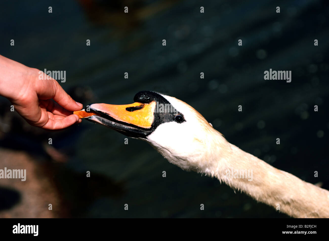 swan feeding from human hand Stock Photo - Alamy