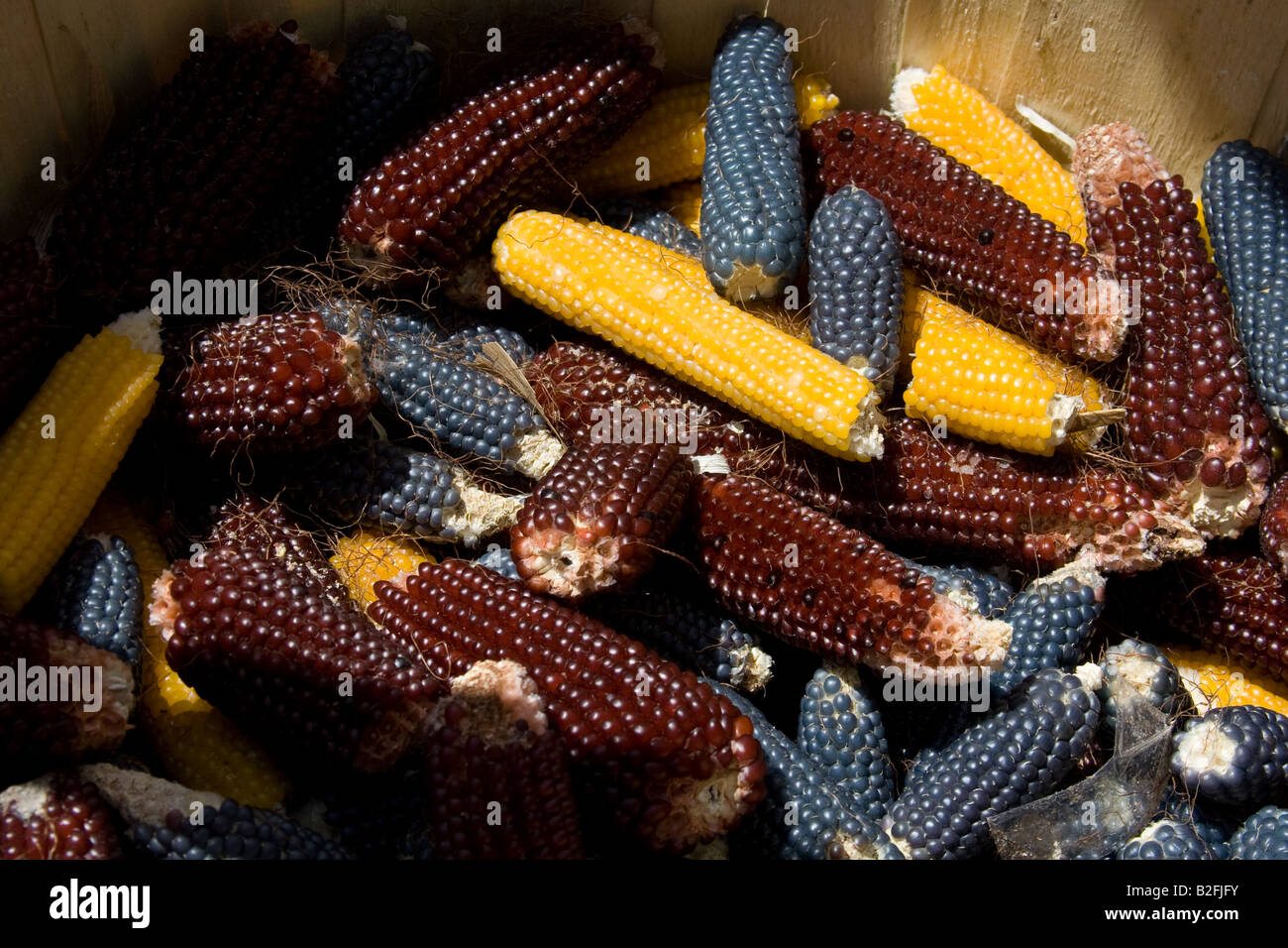 Multi colored popcorn still on husk Stock Photo - Alamy
