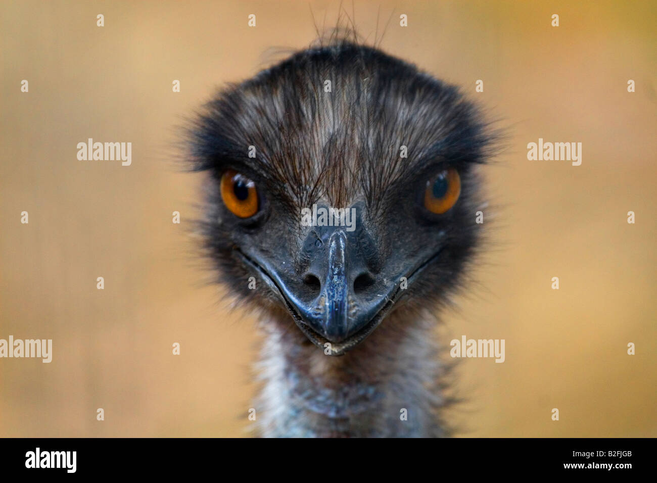 Scary emu hi-res stock photography and images - Alamy