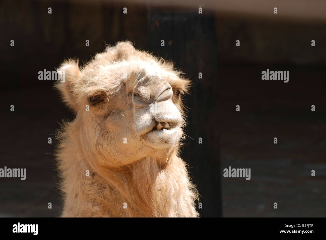 Camel close up face head hi-res stock photography and images - Alamy