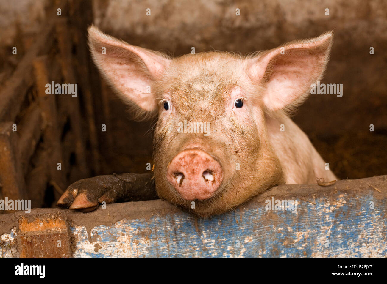 A young pig in its poke Stock Photo - Alamy