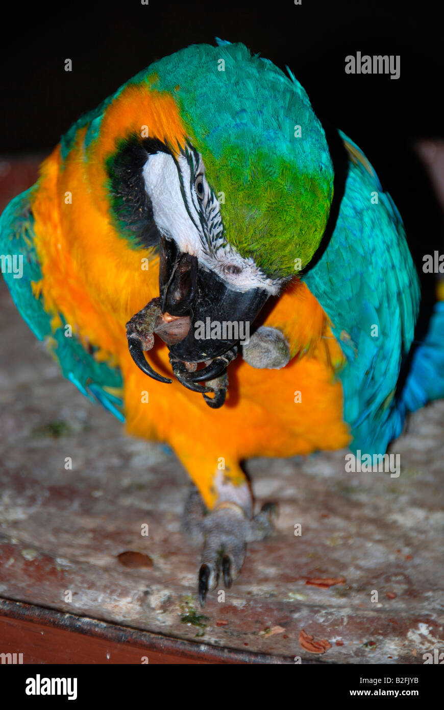 Parrot close up Stock Photo - Alamy